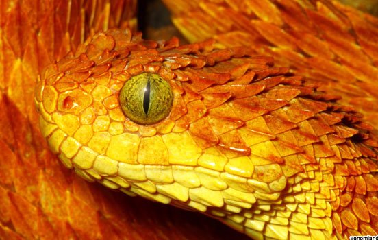 A BELA E MEDONHA SERPENTE ATHERIS SQUAMIGERA